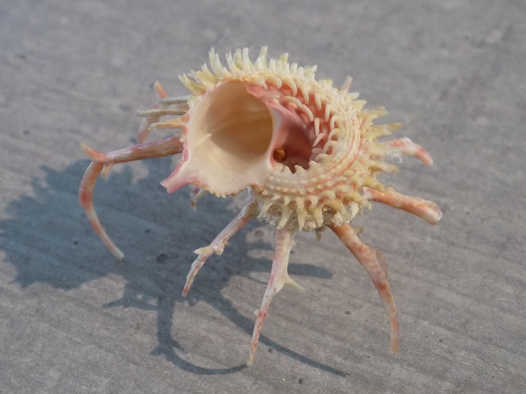 ANGARIIDAE ANGARIA VICDANI | Nautilus 2